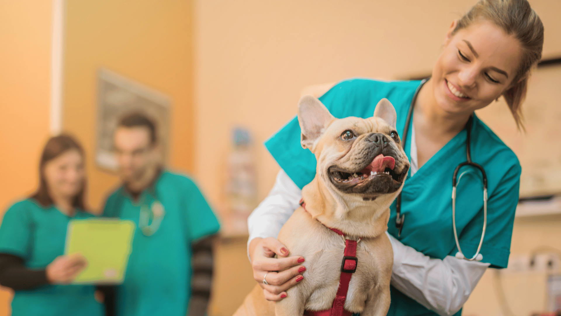Pet Intra-articular And Intra-lesion Injections In Greater Sacramento ...
